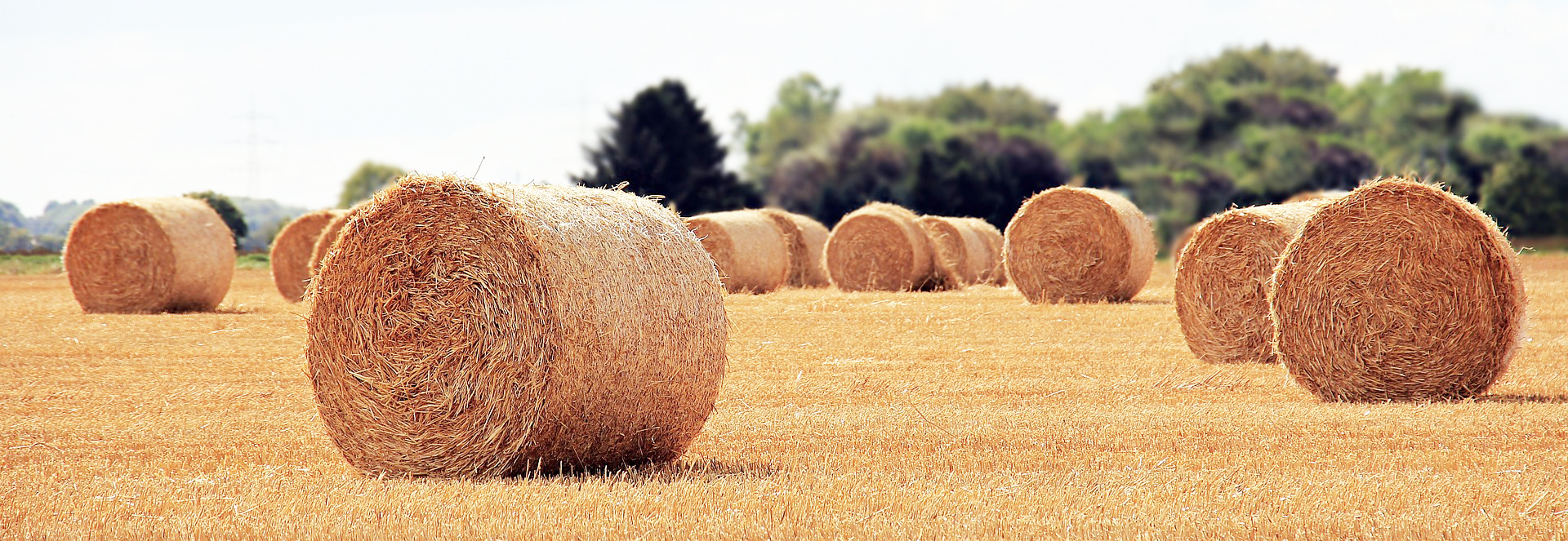 El mejor ERP para el Sector Agroalimentario